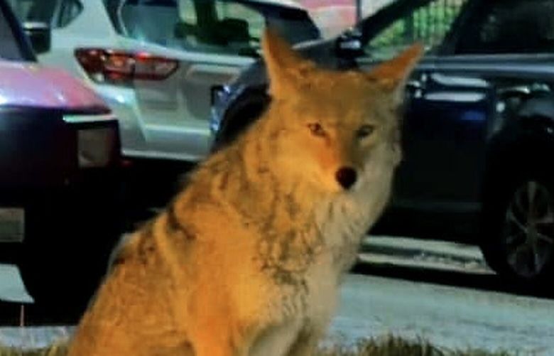 The Coyotes of San Francisco | The Seattle Times
