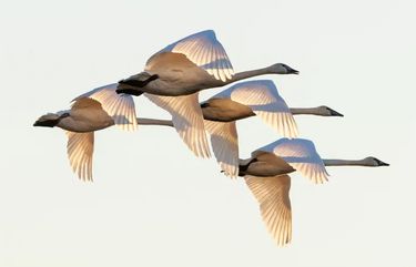 Just off I-5 in WA: A Puget Sound birding bounty | The Seattle Times