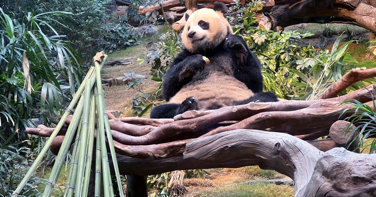 Pandas An An and Ke Ke celebrate their 1st Christmas in Hong Kong | The ...