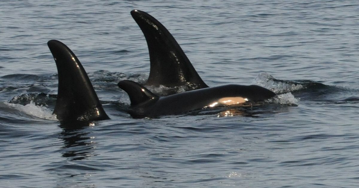 Mother orca Tahlequah once again carrying her dead calf | The Seattle Times