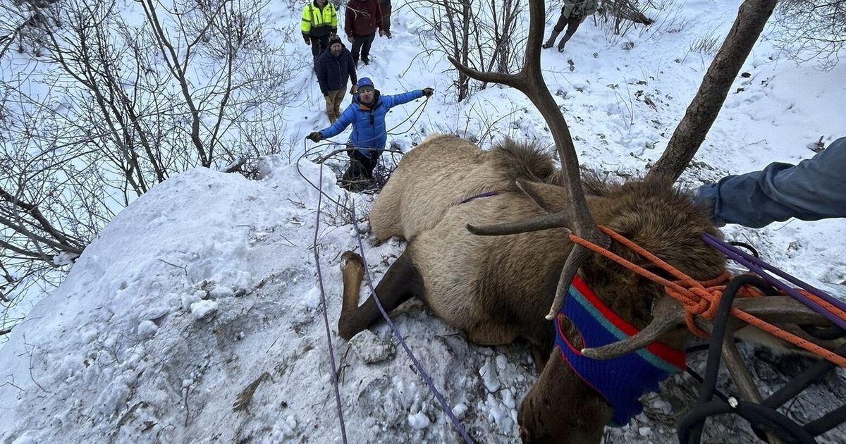 Elk on a shelf: Colorado wildlife officials rescue elk tangled in rope ...