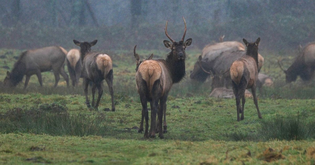 Where to see wild elk in WA this winter | The Seattle Times