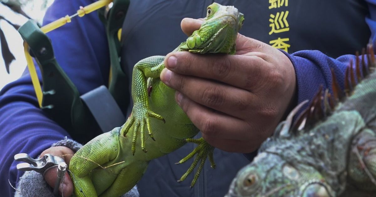 Taiwan plans to cull up to 120,000 green iguanas due to their negative ...