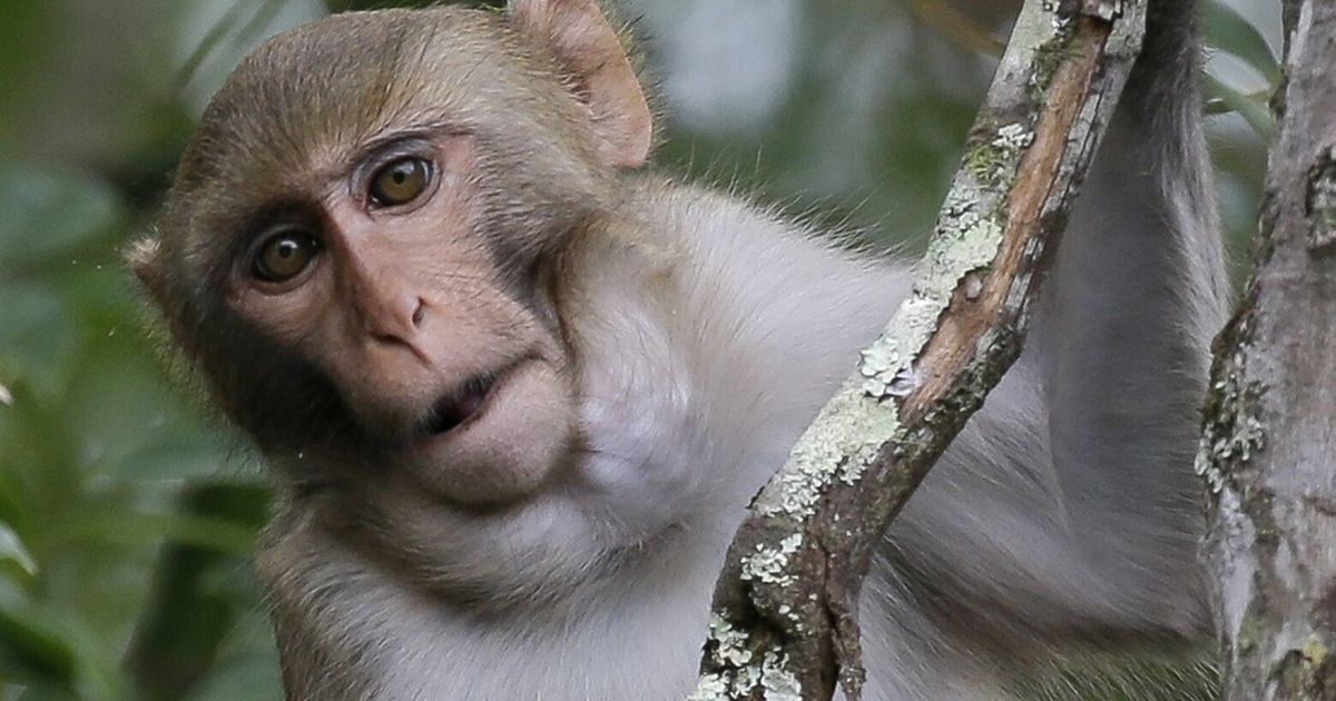 Last 4 escaped monkeys are captured in South Carolina after months on ...
