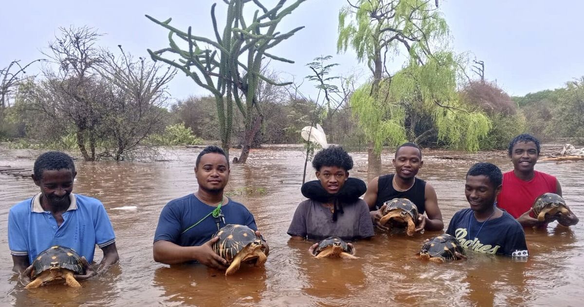 Thousands of endangered tortoises are rescued in Madagascar after their ...