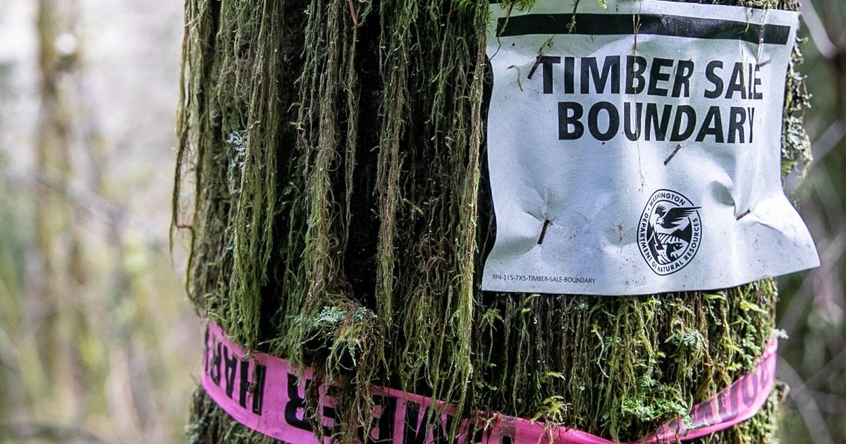 Lands commissioner’s logging ‘pause’ upsets a careful calculation | The ...