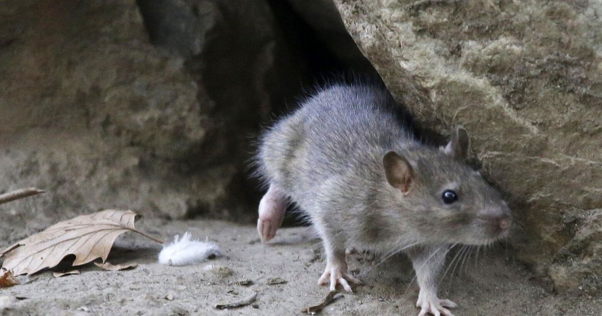 Rats! More rodents are infesting cities as scientists say warmer ...