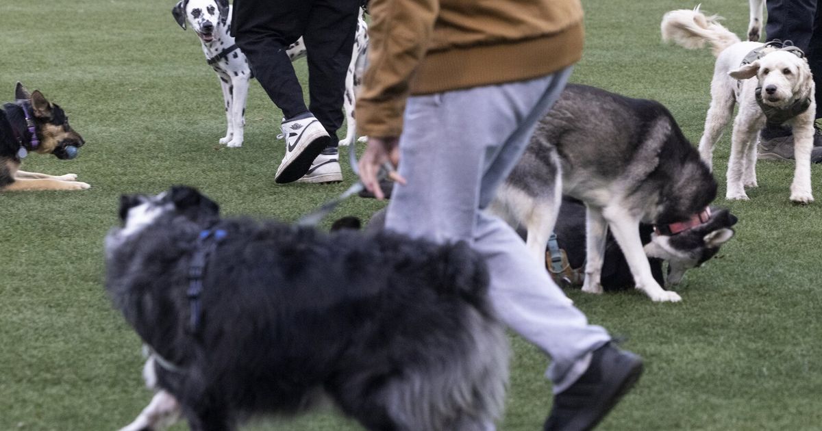 Dogs in Seattle parks lead to complaints; owners say there’s nowhere to ...