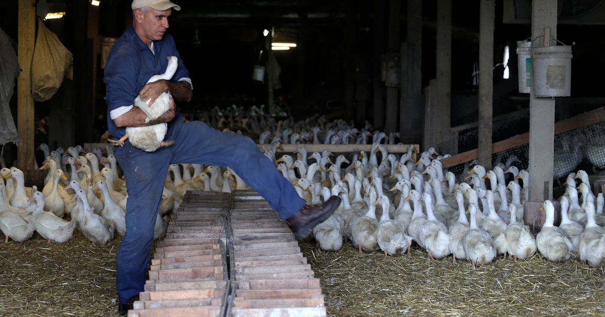 Long Island’s last duck farm weighs closure after outbreak leads to ...