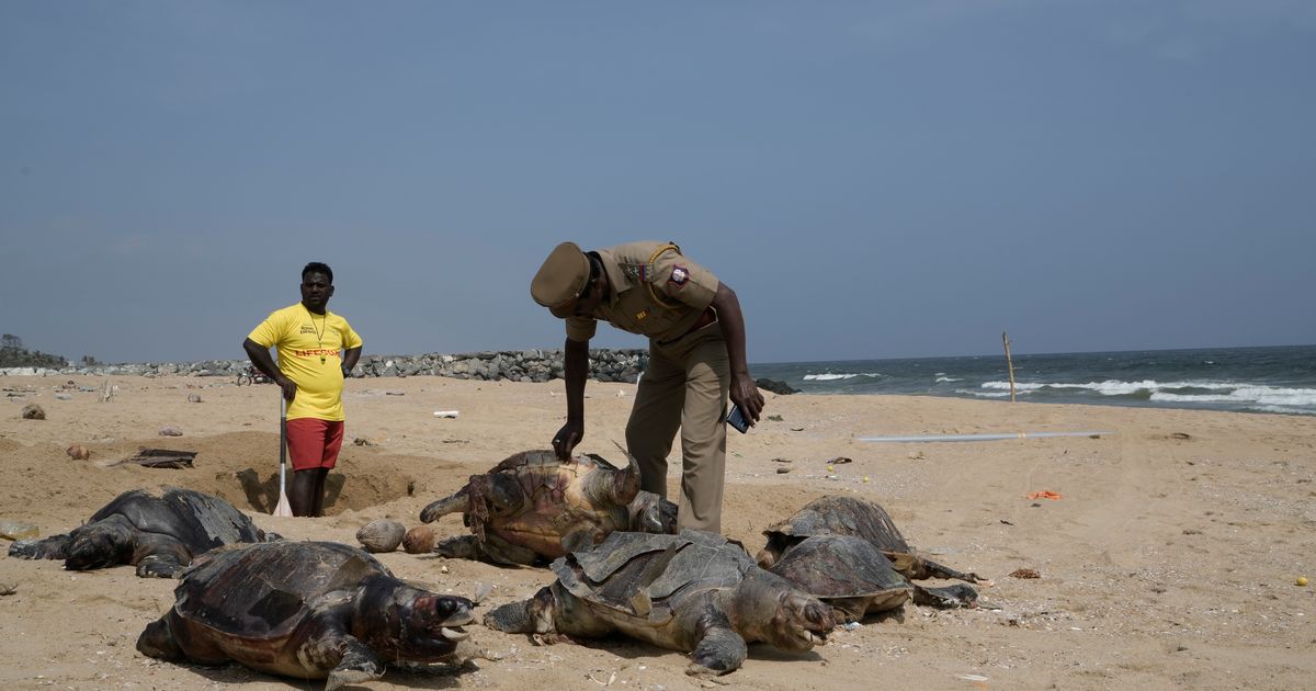 Authorities ramp up efforts to protect sea turtles as deaths on India’s ...