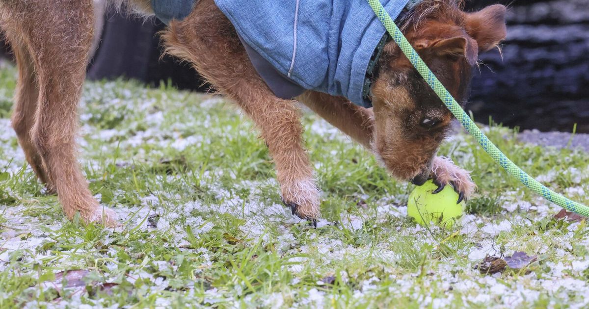 Snow showers dust Seattle, with more flurries on the way | The Seattle ...