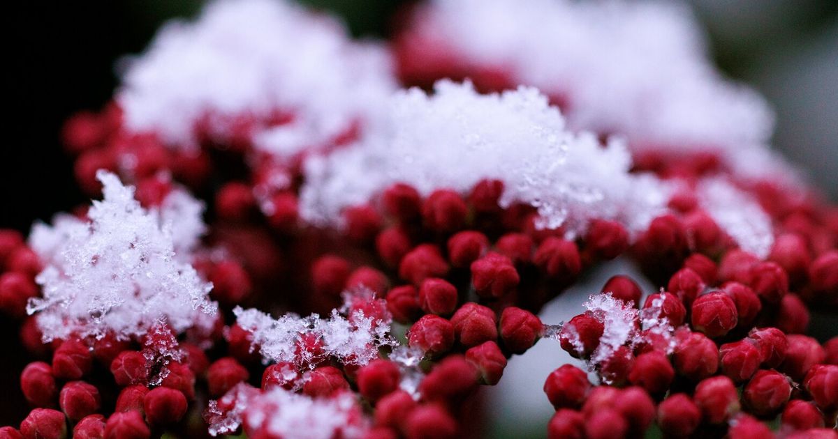 Photos: A snowy day in the Seattle area | The Seattle Times