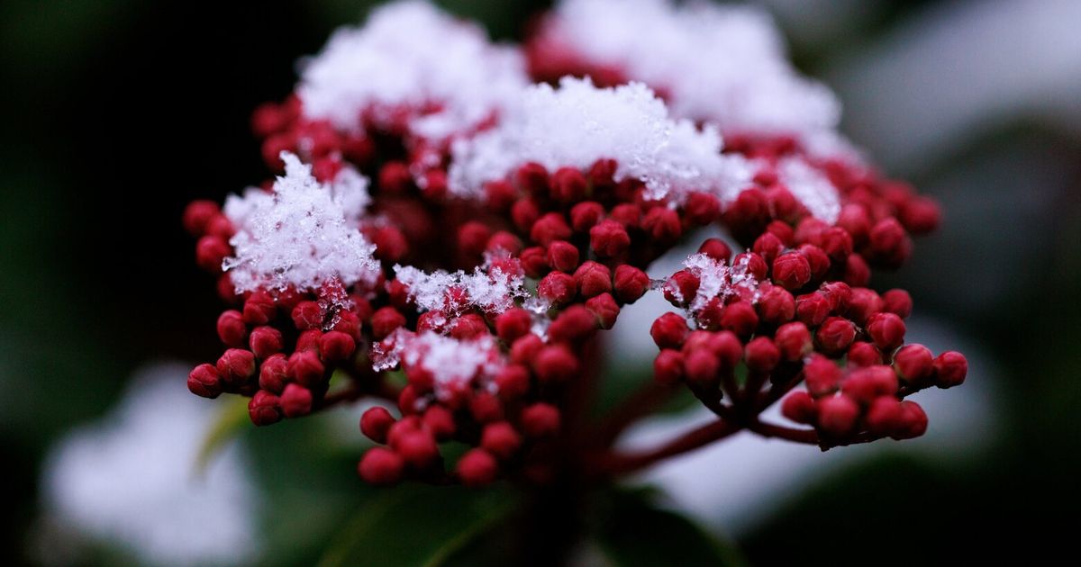 ‘Popcorn’ snow showers keep dappling Seattle; ice frosts Bellingham ...
