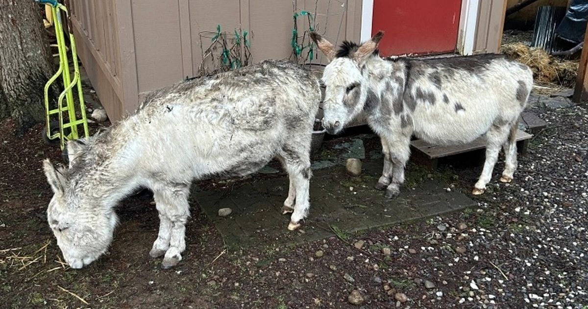 Bellevue’s viral missing donkeys found in Fall City | The Seattle Times