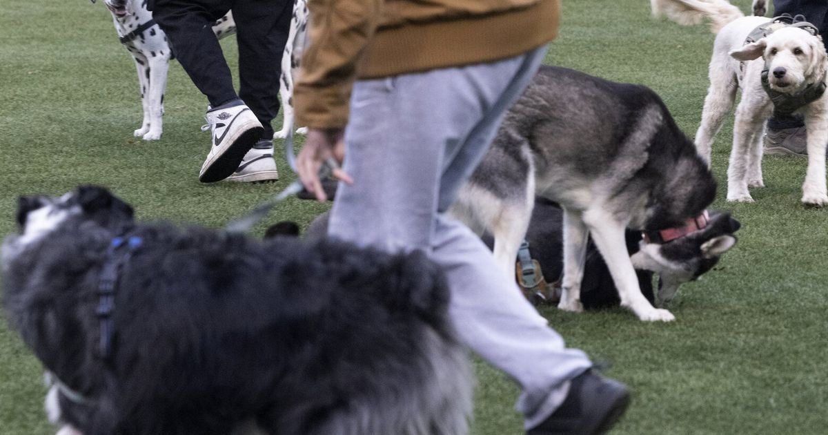 These are Seattle’s most popular dog names | The Seattle Times