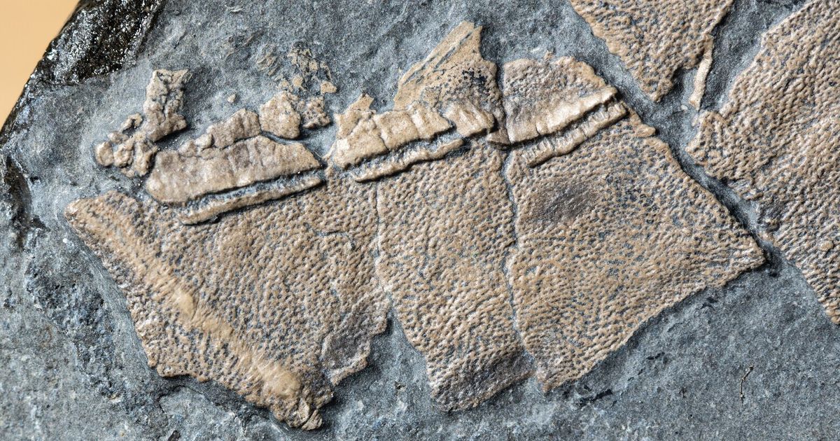 Fossils preserve both skin and scales from an ancient sea monster | The ...