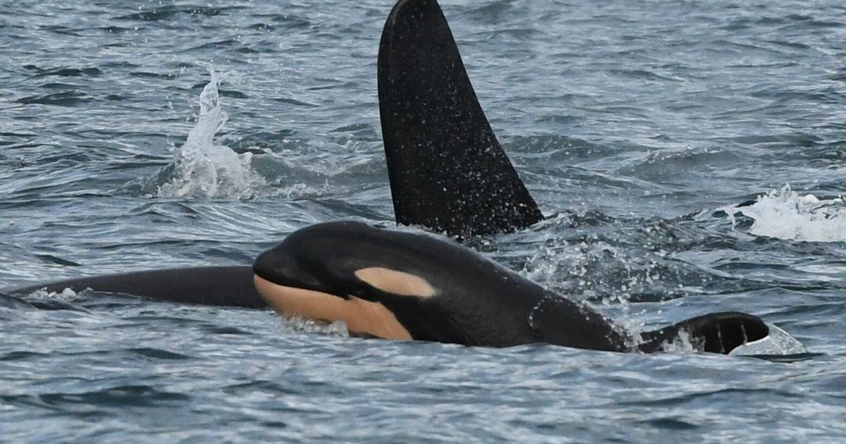 This baby orca is healthy and it’s a girl | The Seattle Times