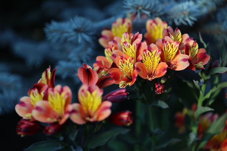 This Puyallup gardener cultivates community in her landscape and beyond ...