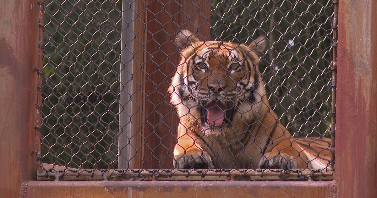 Meet Olan, Palm Beach Zoo’s bold new Malayan tiger that treads the ...