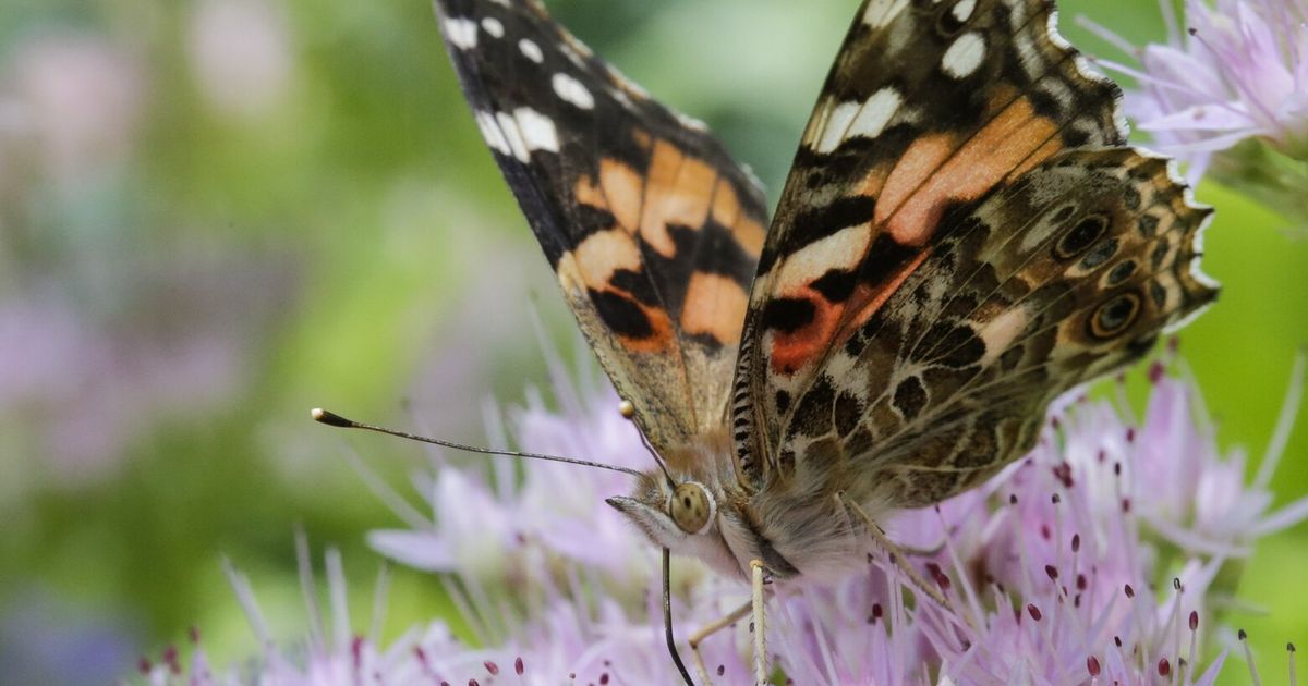 First national analysis finds America’s butterflies are disappearing at ...