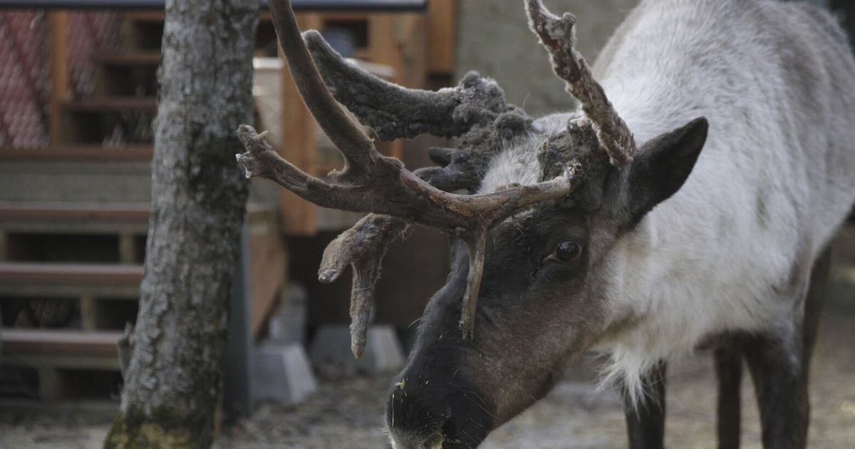 Iconic pet reindeer in Alaska falls mysteriously ill after someone ...