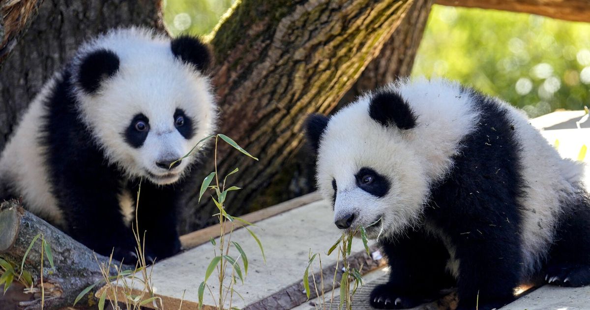 AP PHOTOS: Giant panda cub twins venture out for the first time at ...