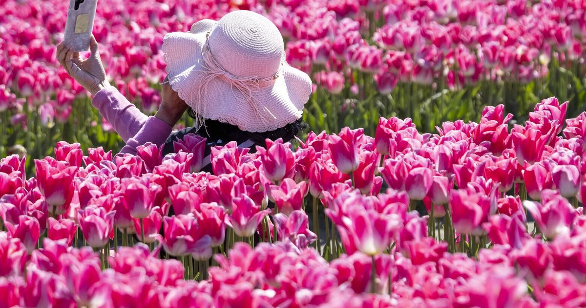 What to do in Seattle this spring: 10 bucket list items | The Seattle Times