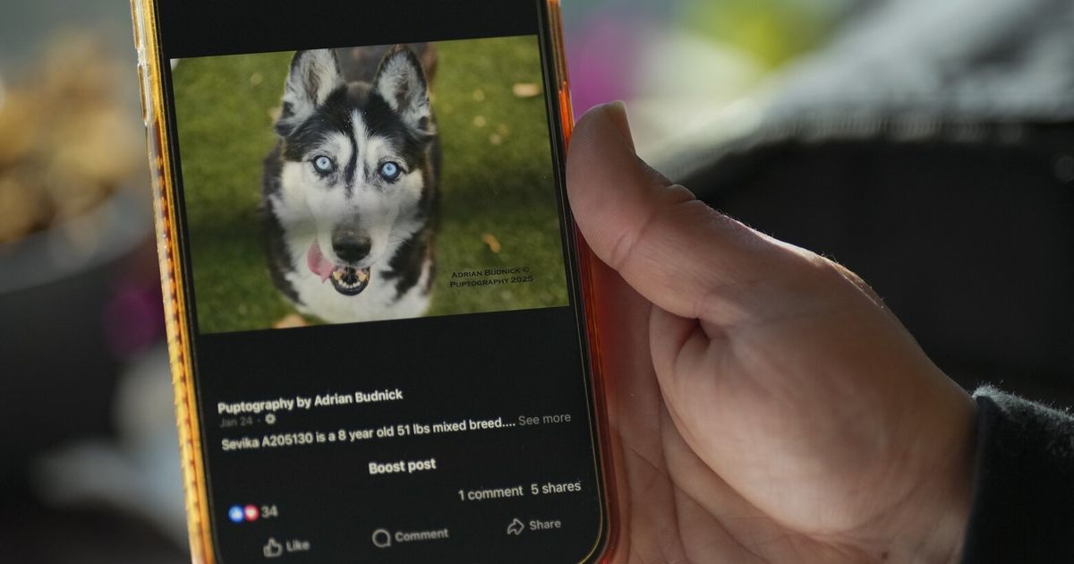 Viral videos of dogs called a ‘Himalayan fur goblin’ and ‘teacup ...