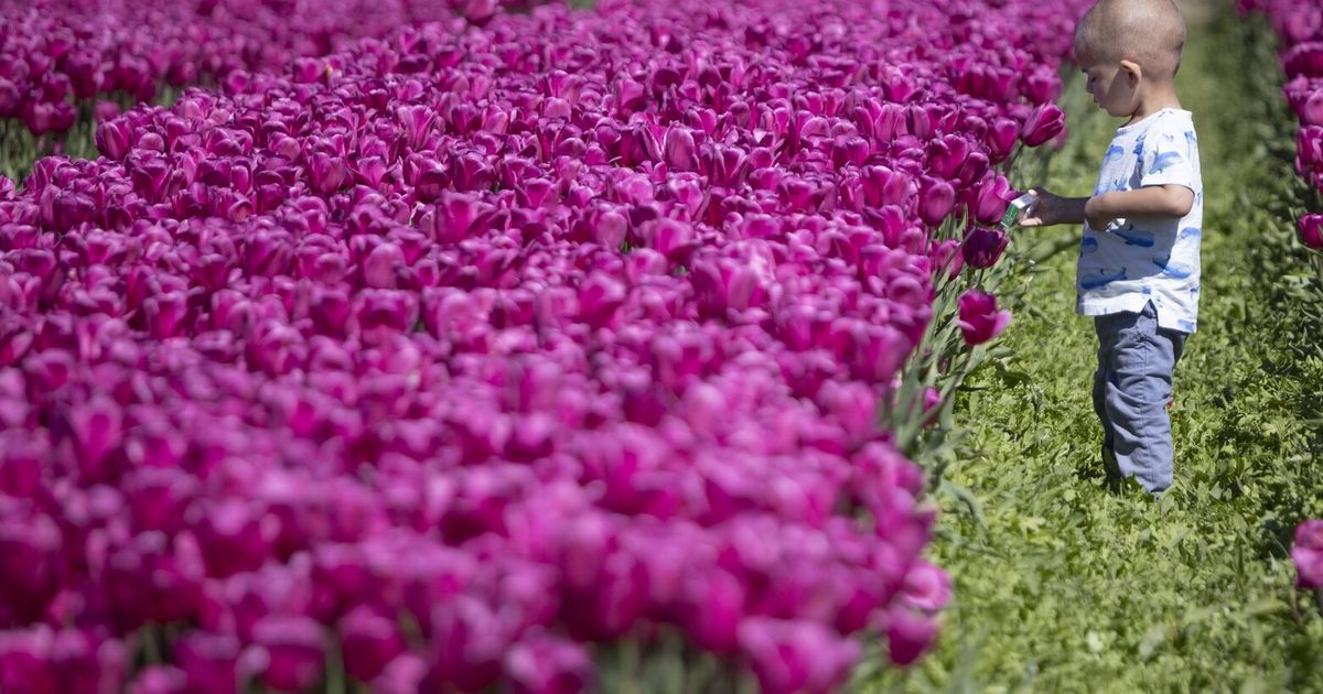 Skagit Valley Tulip Festival 2025: Your guide to WA’s tulip blooms ...