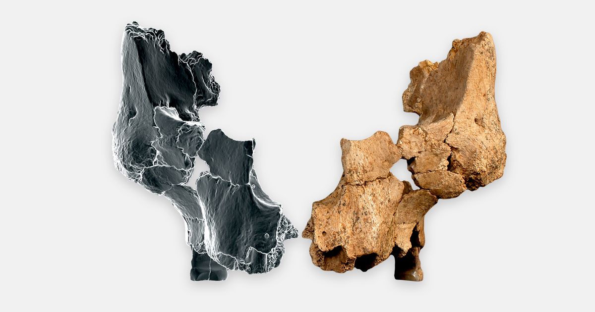 Archaeologists uncover the oldest known partial face fossil of a human ...