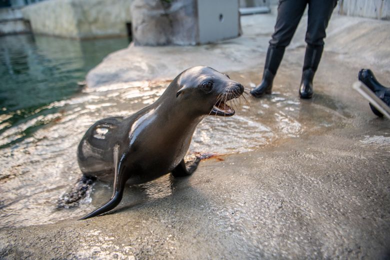 Baby Sea Lion