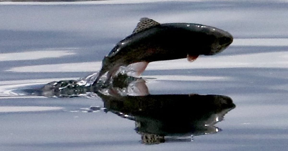 2 important advocates for WA fish and wildlife should be reinstated ...