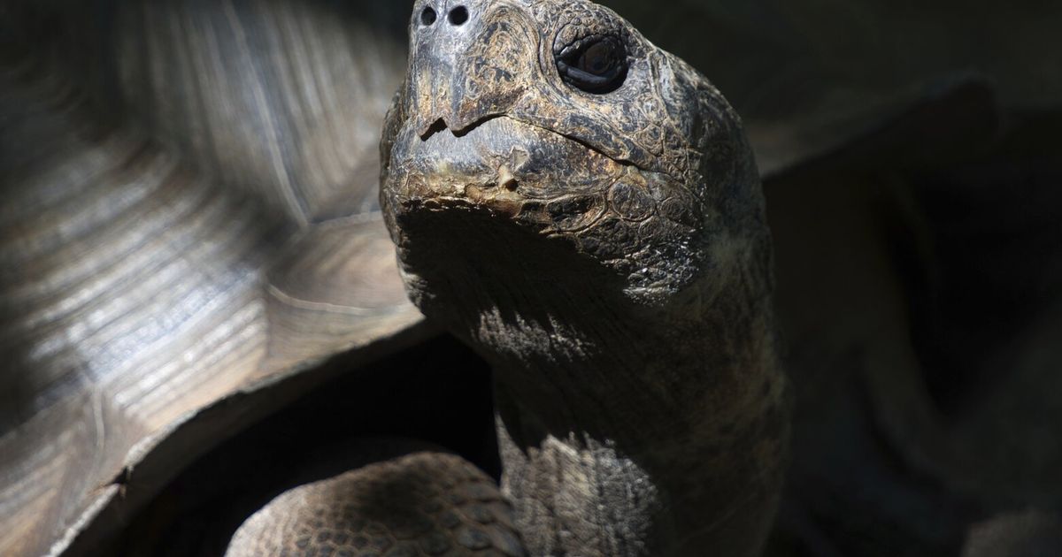 Galapagos tortoises at Philadelphia Zoo become first-time parents at ...