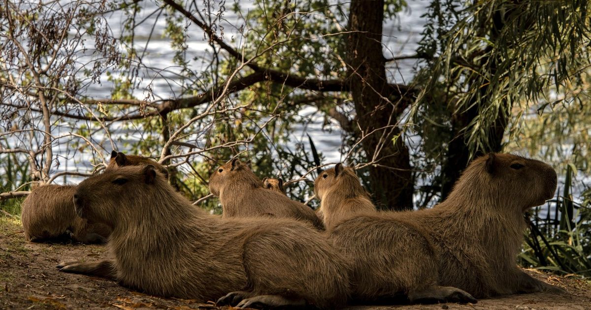 Hundreds of Giant Rodents ‘Conquered’ This Town. Now What? | The ...