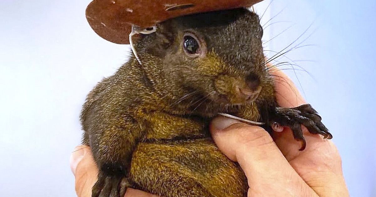 Inside the seizure and death of Peanut, the squirrel and social media ...