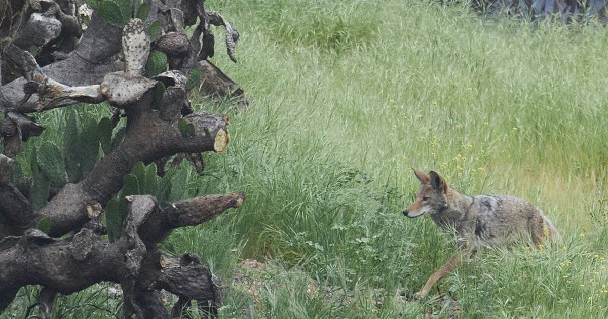 Left alone by humans, wildlife returns to the Eaton Fire burn area ...