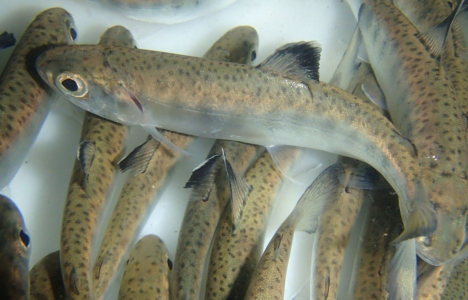 Climate Lab | The Seattle Times