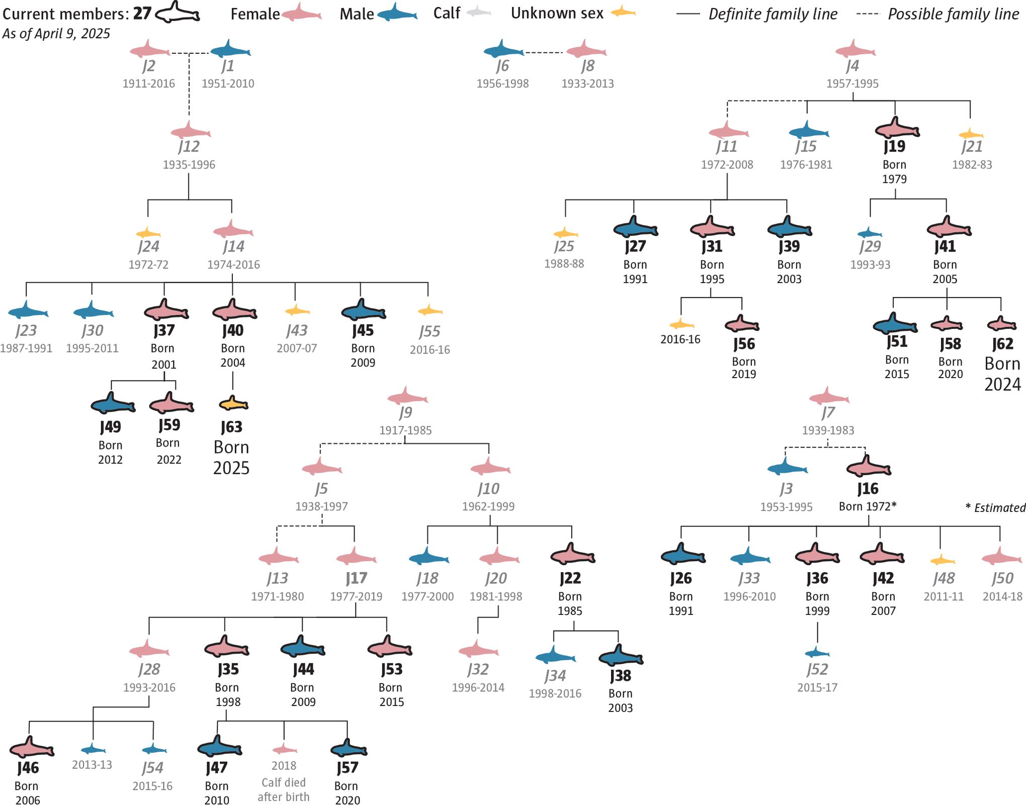 J Pod has another baby | The Seattle Times