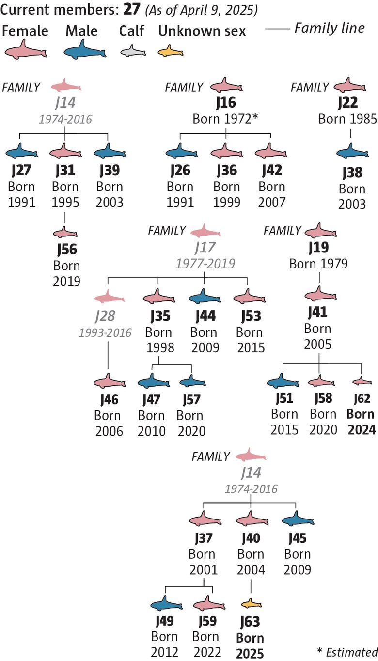 J Pod Orcas Family Tree