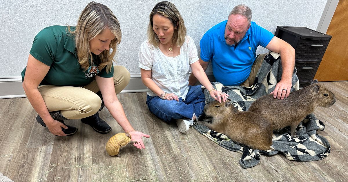 Giant rodents cuddle with visitors at the Capybara Cafe in Florida ...