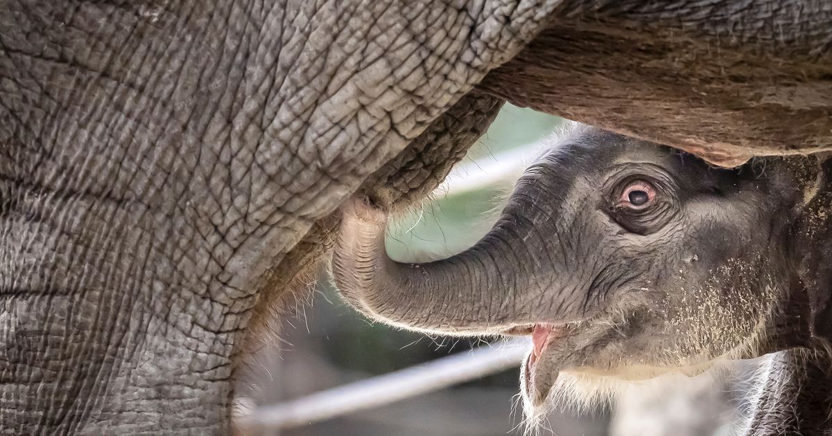 An Asian elephant calf was born at Zurich Zoo and its name will start ...