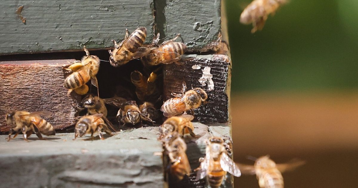 This West Seattle garden is a great place to learn about bees | The ...