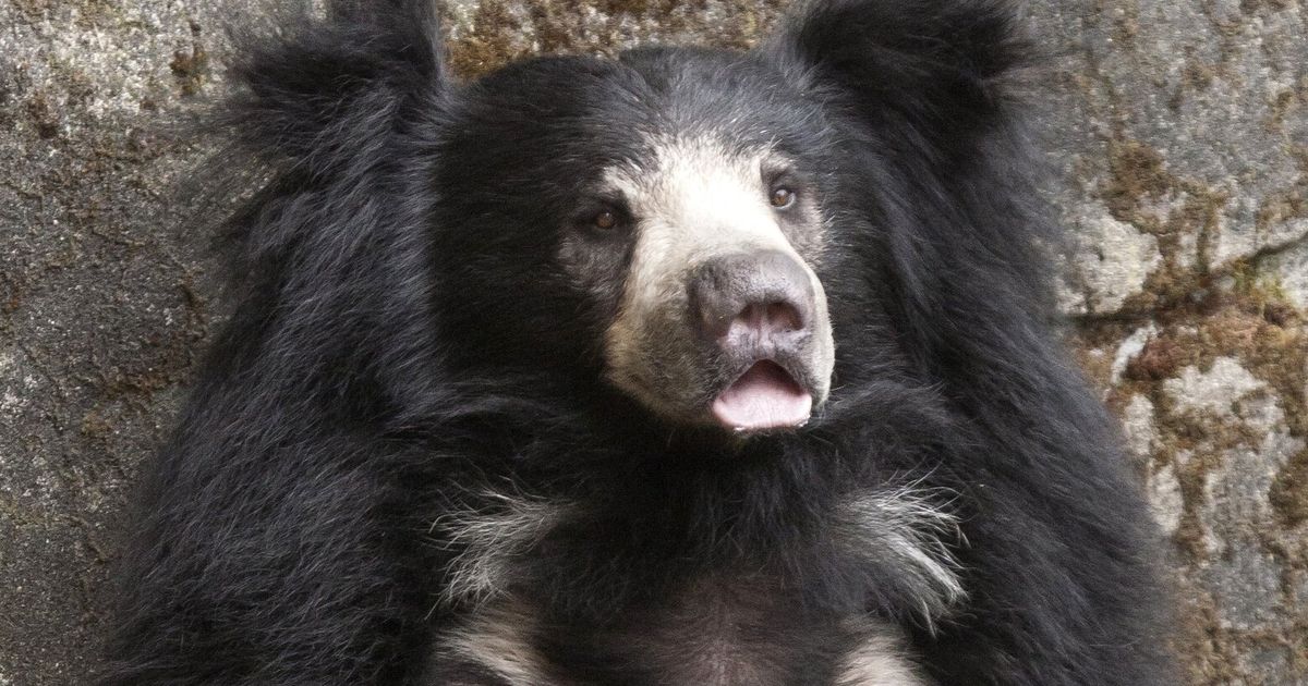 Seattle’s zoo mourns elderly sloth bear Tasha, mother to 4 cubs | The ...