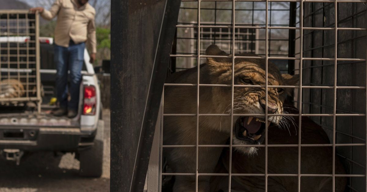 Tigers, jaguars and elephants are the latest to flee cartel violence in ...