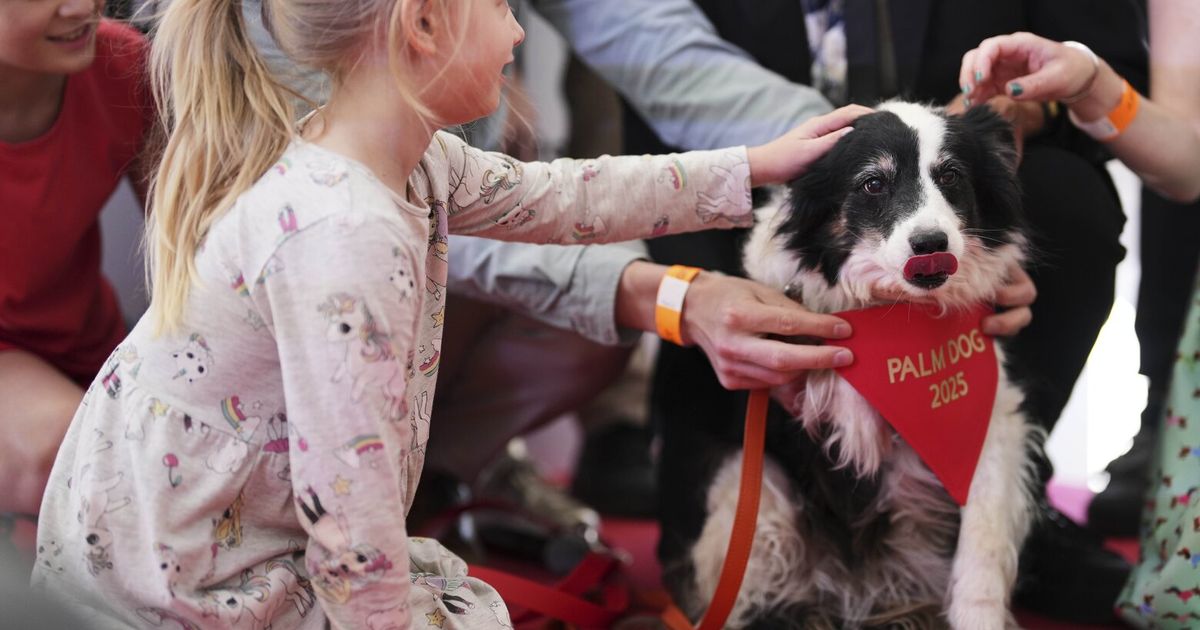 Panda wins the 2025 Palm Dog award at Cannes — and a look-alike accepts ...