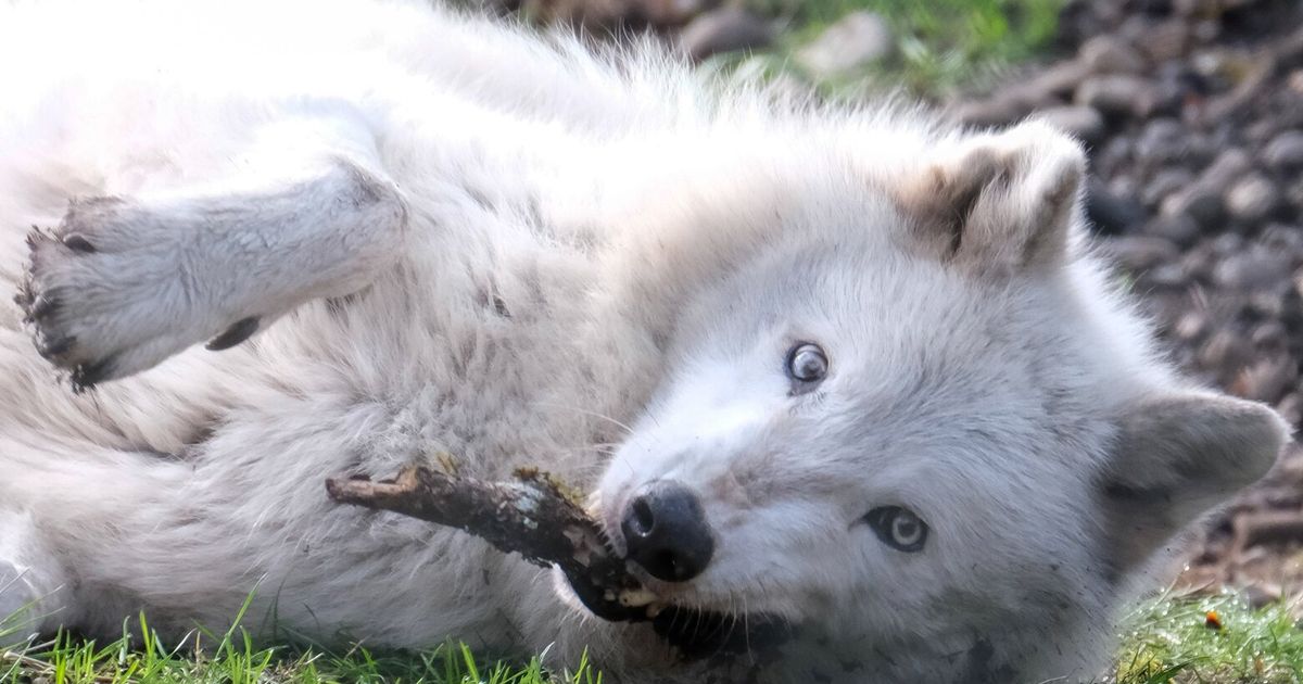 Wolf Haven International provides sanctuary for endangered species ...