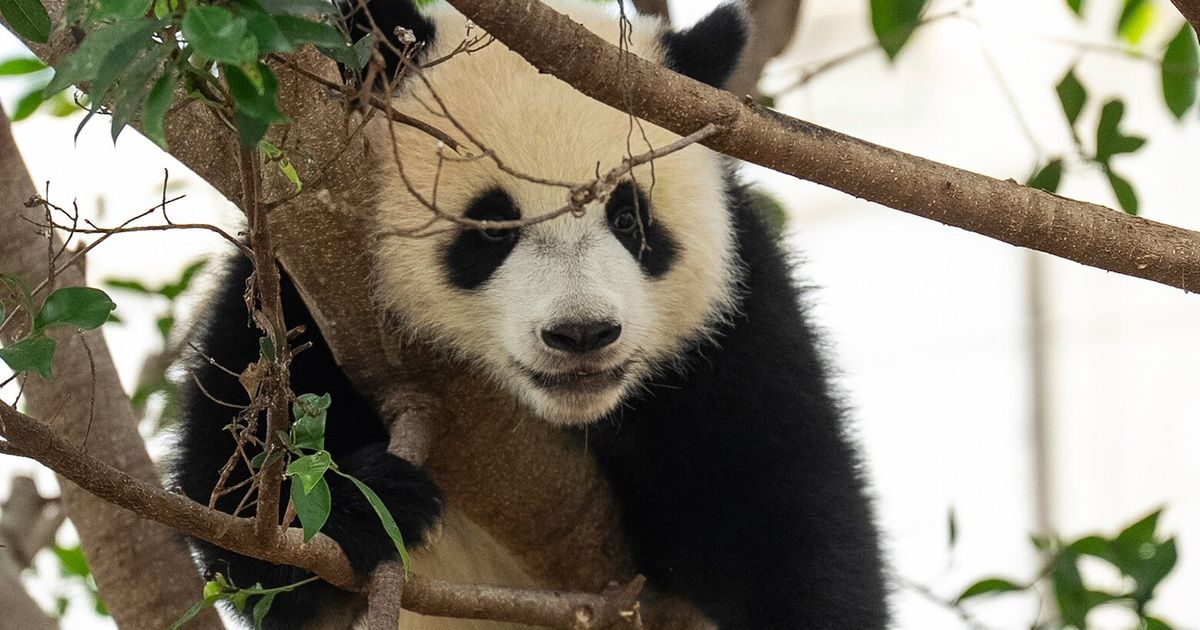 Meet Jia Jia and De De, Hong Kong’s first locally born giant pandas | The Seattle Times