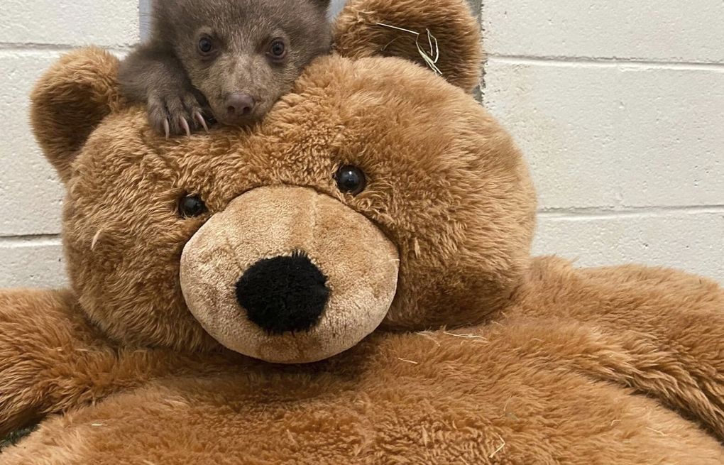 domesticated bear cub