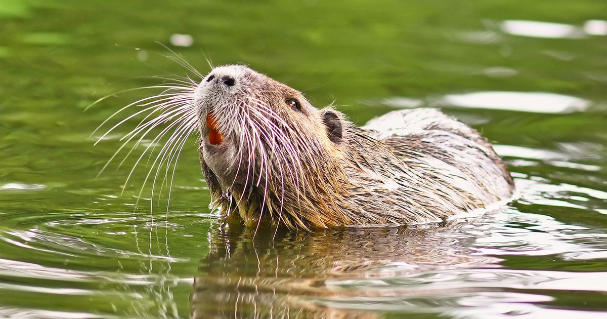 All about the invasive rodent species nutria | The Seattle Times