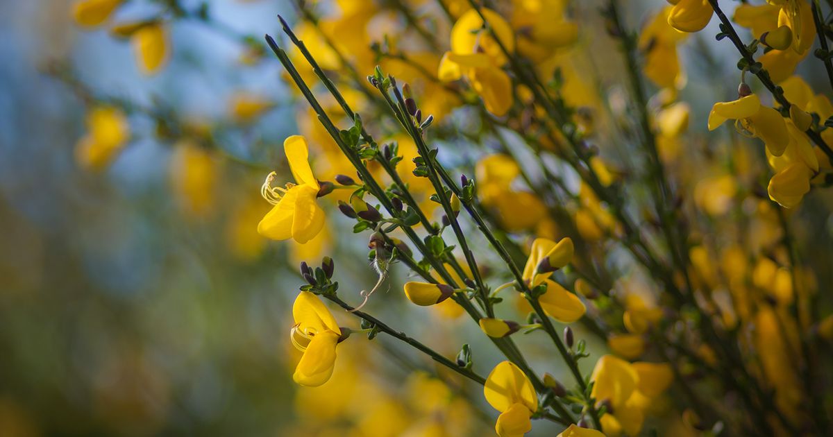 Invasive plants and why they hurt the natural environment | The Seattle ...